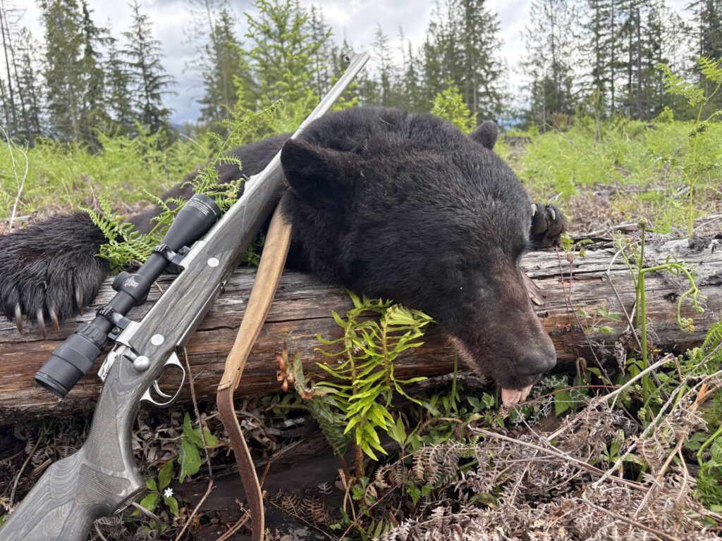 A Bush Rifle for the North - Northern Rifle